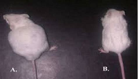 Antiproliferative Effect Of Annona Muricata Linn Leaves On Ehrlich Ascites Carcinoma