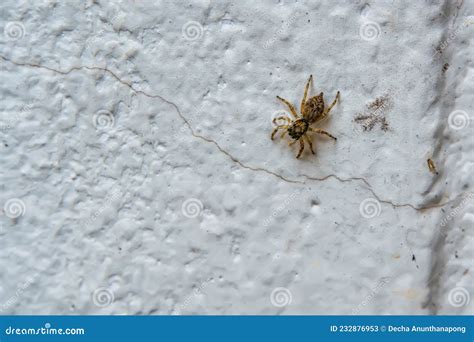 Aranha Na Parede Imagem De Stock Imagem De Perigo Inseto 232876953
