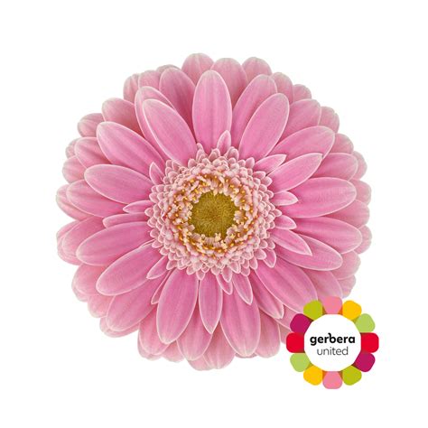 Innovative And Comprehensive Range Of Gerberas Gerbera United