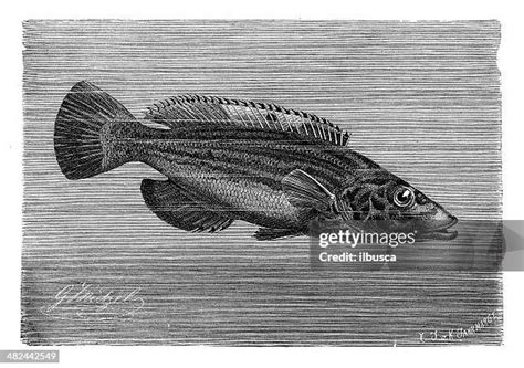 Wrasse Drawing Photos And Premium High Res Pictures Getty Images