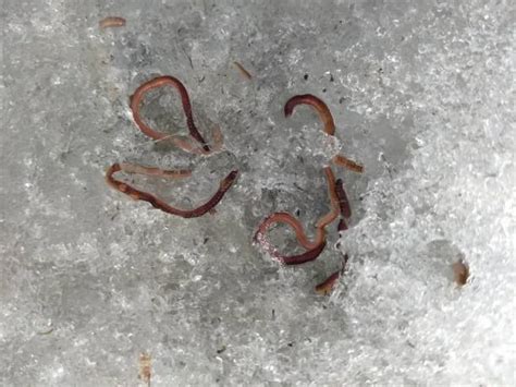 How Ice Worms Survive Extreme Glaciers In Alaska