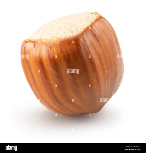 Hazelnut In Shell Cut Out Stock Images And Pictures Alamy