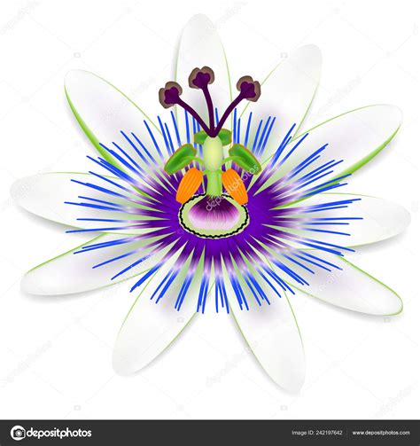Passion Fruit Flower Isolated White Background Stock Vector Image By