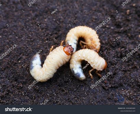 Стоковая фотография 2291665465 White Grubs Cockchafers Against