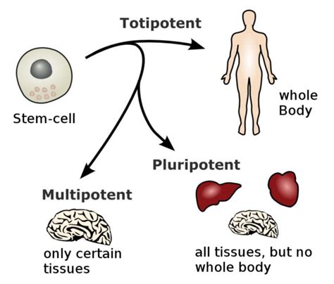 Understanding Stem Cells Medical And Scientific Facts Zentrum Für