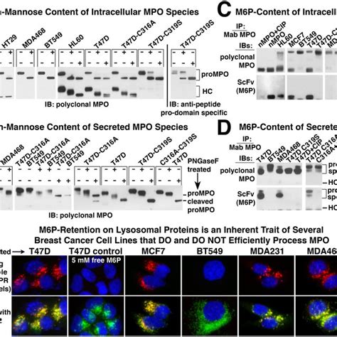 Characterization Of N Glycosylation And Mannose 6 Phosphate Download Scientific Diagram