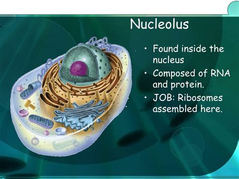 Nucleolus Diagram And Functions Nucleolus Wikimedia Commons