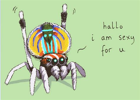I Drew A Peacock Spider Spider Drawing Spider Art Cute Drawings