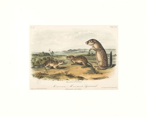 John Woodhouse Audubon Mexican Marmot Squirrel By Audubon For Sale At 1stdibs