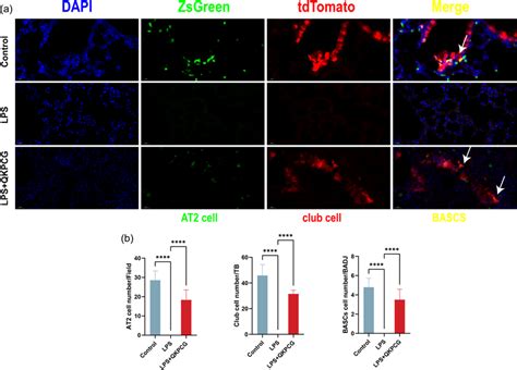 Immunofluorescence Staining Of Lung Tissue A X63 Magnification B