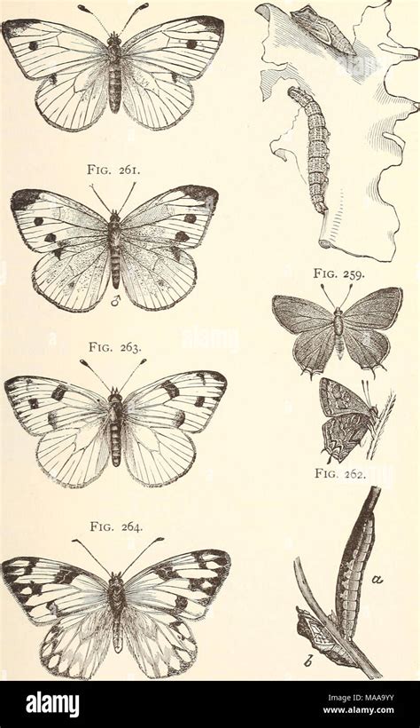 Economic Entomology For The Farmer Fig 259 Thecla Strigosa Fig