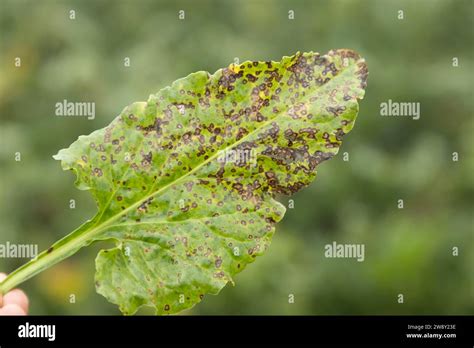 Sugar Beet Beta Vulgaris Crop Leaf Infected With Cercospora Cercospora Beticol Leaf Spot