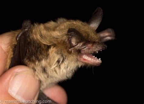 Searching For A Spotted Bat Northern Arizona Mammal Watching