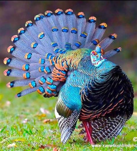 Ocellated And Goulds Turkey Hunting Mexico Trophy Hunting Mexico