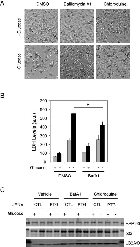 Loss Of Protein Targeting To Glycogen Sensitizes Human Hepatocellular