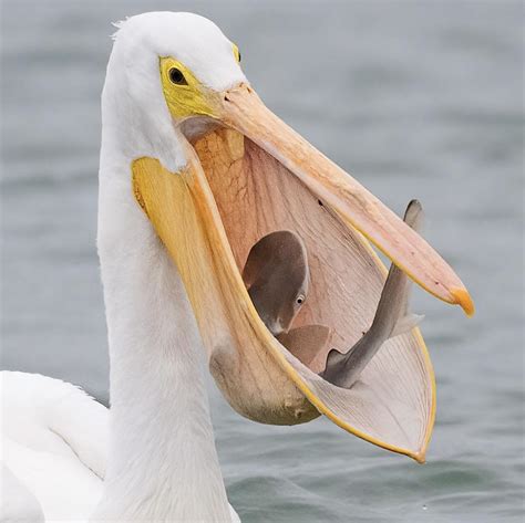 Pelican Catches Small Shark Rsharklab