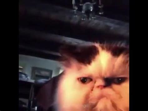 Diabetes Meme Cat Youtube