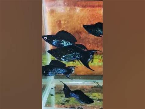 Electric Blue Molly Youtube