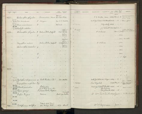 Semnopithecus Entellus Smithsonian Institution