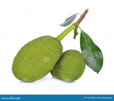 Fruit Jackfruit Small Jackfruit On Jackfruit Tree Royalty Free Stock
