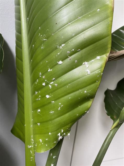 Whats On My Bird Of Paradise R Plantclinic