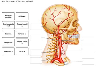 Solved Label The Arteries Of The Head And Neck Common
