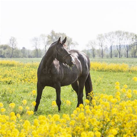 Lonely Dark Brown Horse Grazing In Green Meadow With Yellow Flowers In