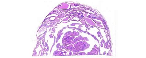 Digiscan Digital Histopathology Slides Set At Rs 11800set In Noida