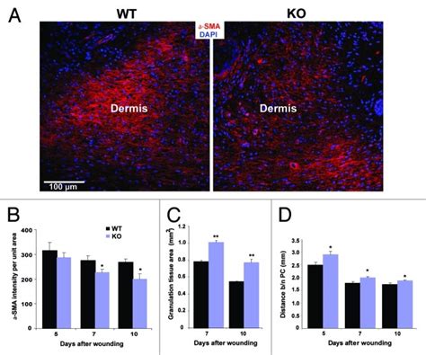 Differentiation Of Fibroblasts Into Myofibroblasts Is Reduced During Download Scientific