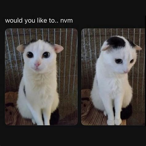 ᓚᘏᗢ ₊˚⊹♡ ᓚ₍ ₎ Instagram