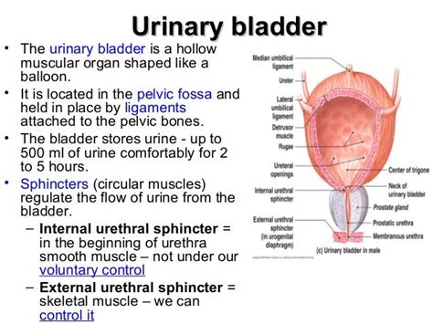 Urinary System