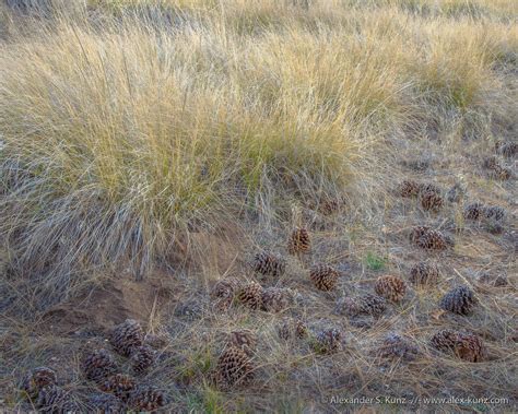 Bunchgrass And Pine Cones Alexander S Kunz Photography