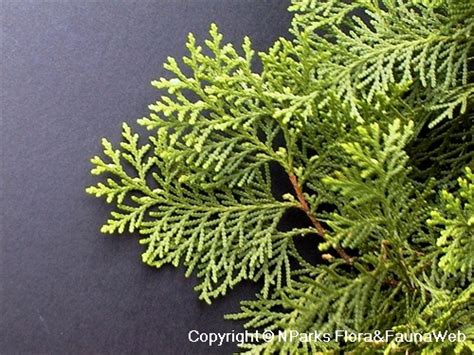 Nparks Platycladus Orientalis