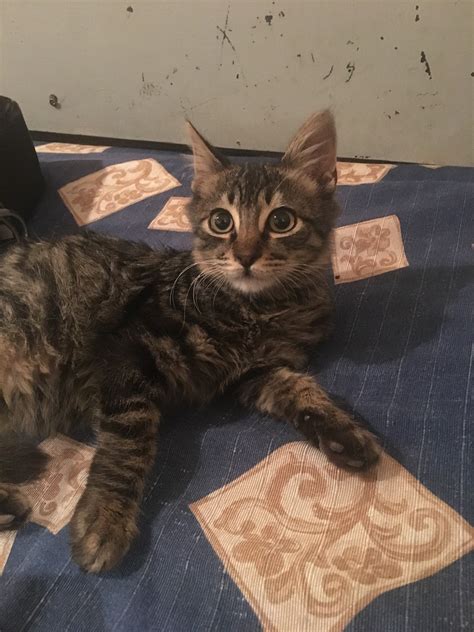 Cat Chat Photo Gratuite Sur Pixabay Pixabay