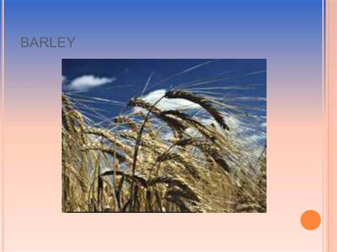 Different Classifications Of Field Cropsagronomy Pptx