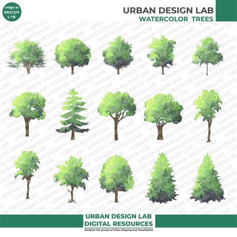 Set Of 30 Illustrated Watercolor Trees In Elevation Urban Design Lab