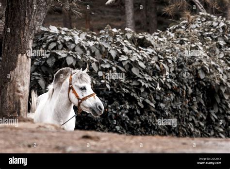 BAGUIO, PHILIPPINES - Dec 19, 2017: A white horse in Baguio City, Philippines Stock Photo - Alamy