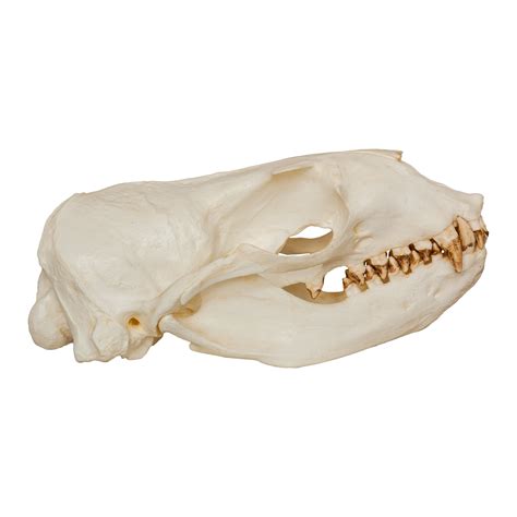 Replica Steller Sea Lion Skull Female For Sale Skulls Unlimited