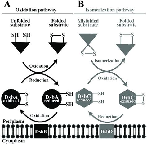 Cath Classification Of Disulfide Bond Containing Domains From Download Scientific Diagram