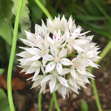 30 Popular Types Of Allium Pictorial Guide
