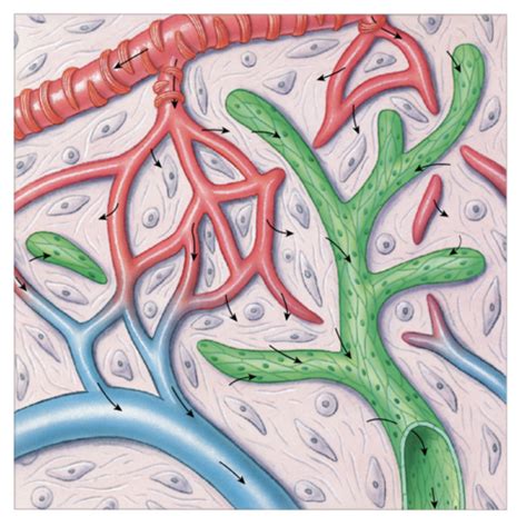 Lecture 13 Lymphatic System Flashcards Quizlet