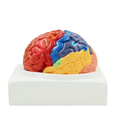 Buy Nxx Human Brain Modelcolor Coded Partitioned Brain Anatomically Accurate Brain Model Life