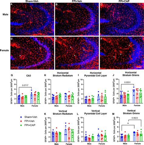 Frontiers Sex Differences In Neurobehavior And The Adult Hippocampal