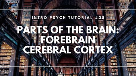 Parts Of The Brain Forebrain Cerebral Cortex Intro Psych Tutorial