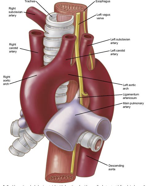Aortic Root Anatomy