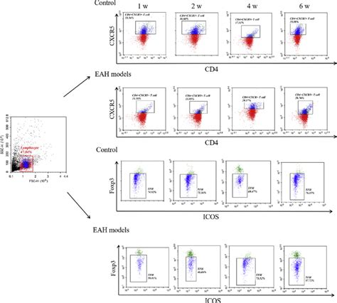 The Phenotypes And Frequencies Of T Cell Subsets Detected By Flow
