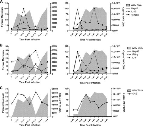 Expression Profiles Of Hepatic Genes Indicative Of Activation Of Nk And