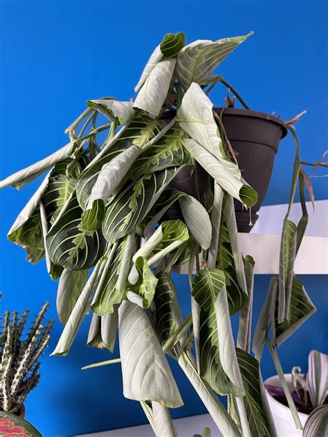 2nd Post In A Day Diff Plant But I Just Found This Subreddit My