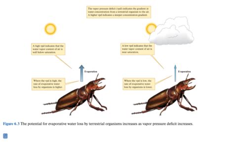 Ecology Exam 2 Review Flashcards Quizlet