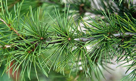 Weeping Deodar Cedar Cedrus Deodara Pendula Garden Plants Online